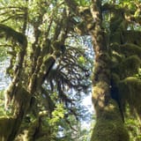 Hall of Mosses Trail, Washington - 5,922 Reviews, Map | AllTrails
