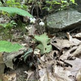 Tippling Rock and Fords Folly, Massachusetts - 660 Reviews, Map | AllTrails