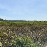 Neabsco Creek Boardwalk, Virginia - 969 Reviews, Map | AllTrails