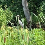 Neabsco Creek Boardwalk, Virginia - 969 Reviews, Map | AllTrails