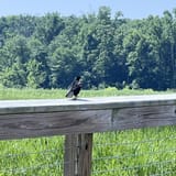 Neabsco Creek Boardwalk, Virginia - 969 Reviews, Map | AllTrails