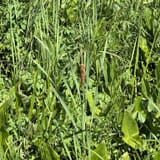 Neabsco Creek Boardwalk, Virginia - 969 Reviews, Map | AllTrails