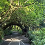 Hall of Mosses Trail, Washington - 6,095 Reviews, Map | AllTrails