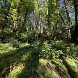 Miller Woods, Oregon - 1,009 Reviews, Map | AllTrails