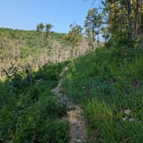 Cave Spring Loop Trail, Missouri - 373 Reviews, Map | AllTrails