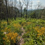 Cave Spring Loop Trail, Missouri - 371 Reviews, Map | AllTrails