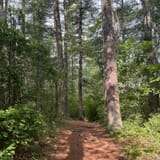 Arcadia Trail Loop, Rhode Island - 279 Reviews, Map | AllTrails