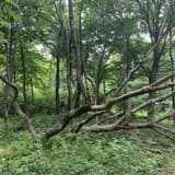 Limberlost Trail, Virginia - 933 Reviews, Map | AllTrails