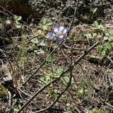 Elk Falls via Scout Line, Chimney Rock, and Bulging Elk Loop, Colorado ...