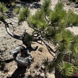 Turtle Rock Loop Trail, Wyoming - 1,347 Reviews, Map | AllTrails
