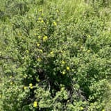 Raspberry Mountain Trail via Ring the Peak Trail, Colorado - 1,892 ...