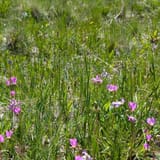 Raspberry Mountain Trail via Ring the Peak Trail, Colorado - 1,892 ...