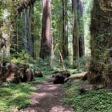 Rockefeller Loop Trail, California - 715 Reviews, Map | AllTrails