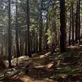 Bear Wallow Spring, Arizona - 391 Reviews, Map | AllTrails