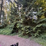 Washington Park Loop, Oregon - 1,763 Reviews, Map | AllTrails