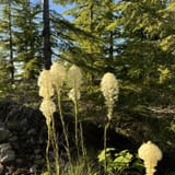 Mount Washington Trail, Washington - 2,958 Reviews, Map | AllTrails