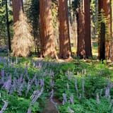 Muir Grove Trail, California - 399 Reviews, Map | AllTrails