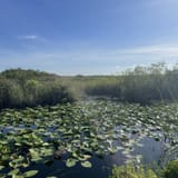 Anhinga Trail, Florida - 1,873 Reviews, Map | AllTrails