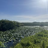 Anhinga Trail, Florida - 1,873 Reviews, Map | AllTrails