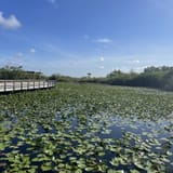 Anhinga Trail, Florida - 1,873 Reviews, Map | AllTrails