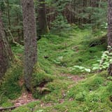 Red Spruce Knob, West Virginia - 234 Reviews, Map | AllTrails