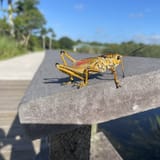 Anhinga Trail, Florida - 1,873 Reviews, Map | AllTrails