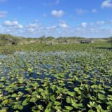 Anhinga Trail, Florida - 1,873 Reviews, Map | AllTrails