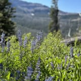 Goodwin Lake Trail, Wyoming - 357 Reviews, Map | AllTrails