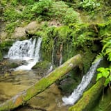Cave River Valley Trail, Indiana - 206 Reviews, Map | AllTrails