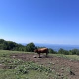 Bearwallow Mountain Trail, North Carolina - 3,298 Reviews, Map | AllTrails