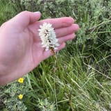 Raspberry Mountain Trail via Ring the Peak Trail, Colorado - 1,892 ...