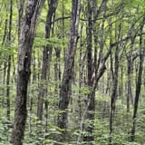 Grout Pond Trail, Vermont - 284 Reviews, Map | AllTrails