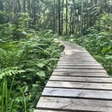 Grout Pond Trail, Vermont - 298 Reviews, Map | AllTrails