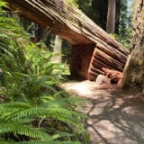 Big Tree via Karl Knapp and Cathedral Trees Loop, California - 730 ...