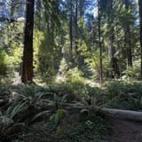 Stout Memorial Grove Trail, California - 2,865 Reviews, Map | AllTrails