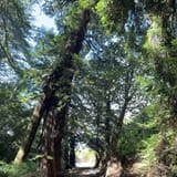 Tanbark Trail and Tin House Loop, California - 1,411 Reviews, Map ...