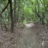 Daniel Ridge Loop, North Carolina - 2,107 Reviews, Map | AllTrails