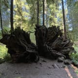 Big Tree via Karl Knapp and Cathedral Trees Loop, California - 730 ...