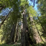 Big Tree via Karl Knapp and Cathedral Trees Loop, California - 730 ...