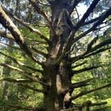 Weatherwax Trail, Washington - 294 Reviews, Map | AllTrails