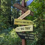 Big Tree via Karl Knapp and Cathedral Trees Loop, California - 730 ...