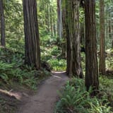 Big Tree via Karl Knapp and Cathedral Trees Loop, California - 730 ...