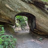 Big Tree via Karl Knapp and Cathedral Trees Loop, California - 730 ...