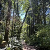 O. O. Denny County Park Loop Trail, Washington - 650 Reviews, Map ...