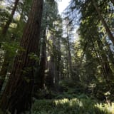 Big Tree via Karl Knapp and Cathedral Trees Loop, California - 730 ...