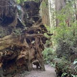 Big Tree via Karl Knapp and Cathedral Trees Loop, California - 730 ...