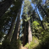 Big Tree via Karl Knapp and Cathedral Trees Loop, California - 730 ...
