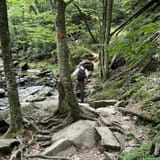 Boone Fork Trail, North Carolina - 3,393 Reviews, Map | AllTrails