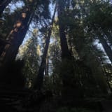 Rockefeller Loop Trail, California - 715 Reviews, Map | AllTrails