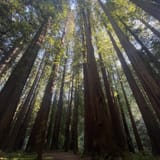 Rockefeller Loop Trail, California - 715 Reviews, Map | AllTrails